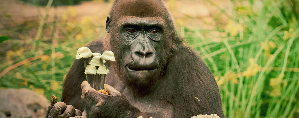 QUÉ ES LA 'TEORÍA DEL MONO DOPADO' DE TERENCE MCKENNA Y POR QUÉ PODRÍA ...